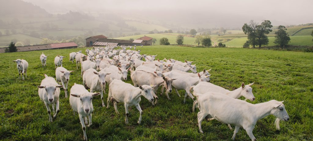 Les élevages de ruminants en France